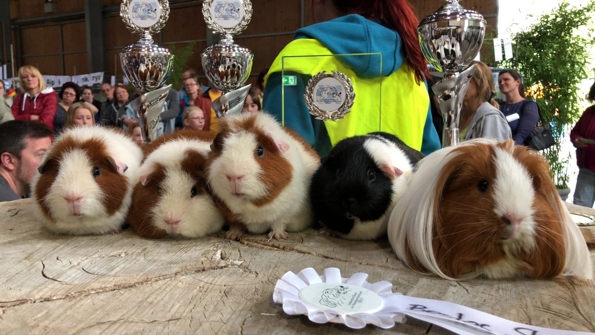 Guinea Pig Diaries - Rocky Mountain Women's Film